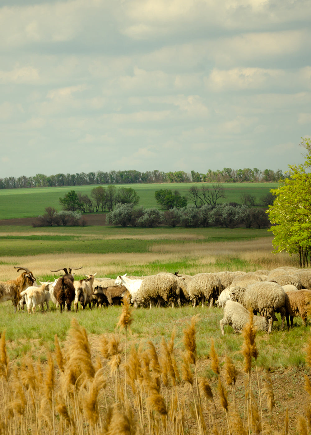 XEGA security cameras | Xega® Official Store